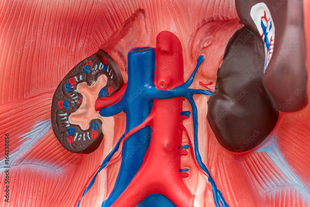 Close-up of Internal organs dummy on white background. Human anatomy ...