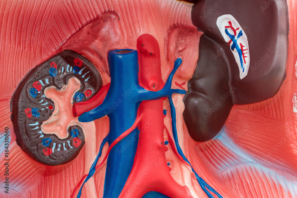 Close-up of Internal organs dummy on white background. Human anatomy ...