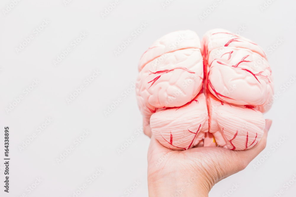 Close-up of Internal organs dummy on white background. Human anatomy ...