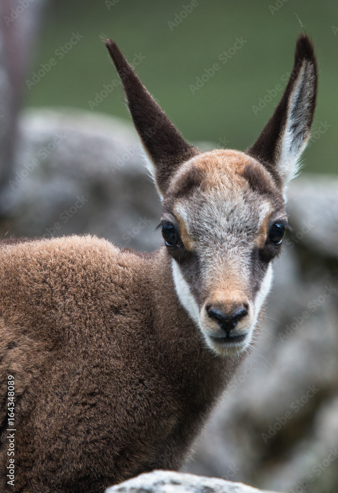 Gamskitz Stock-Foto | Adobe Stock