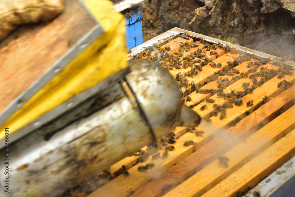 The beekeeper blows dry wood smoke, with a bellows to expel the bees ...