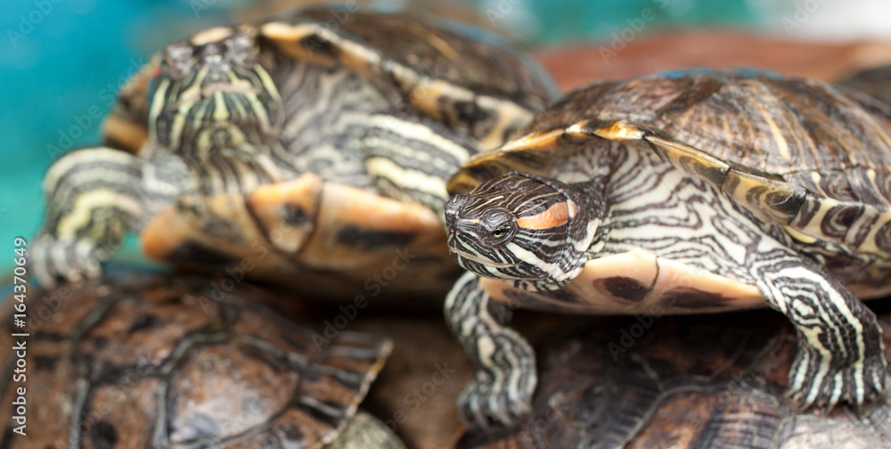 Beautiful striped turtles, a symbol of wisdom and longevity Stock Photo ...