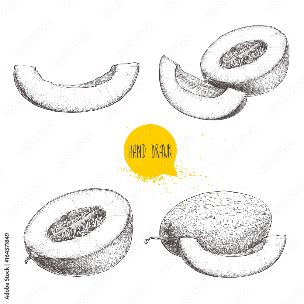 Hand drawn sketch style illustration set of ripe melons and melon slices. Eco food vector ...