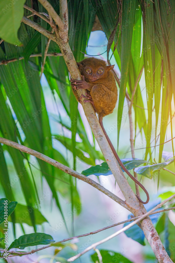Tarsier Bohol, Philippines, closeup portrait, sits on a tree in the ...