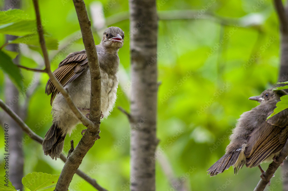 fledgling brown-eared bulbul's chicks Stock Photo | Adobe Stock