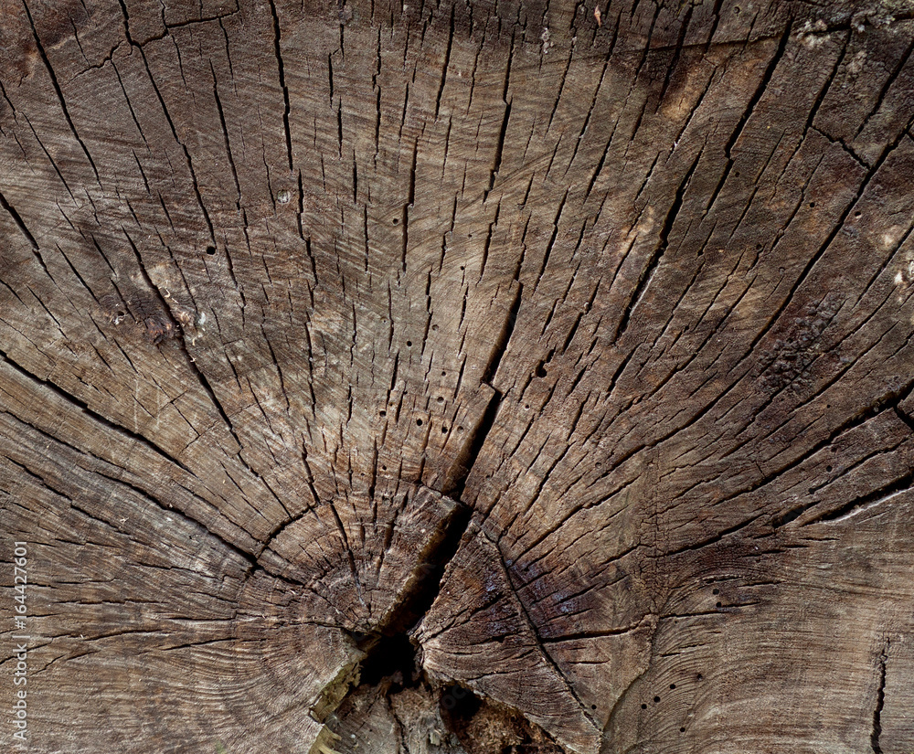 Tree rings are counted to determine the age of a tree. Cut wood texture ...