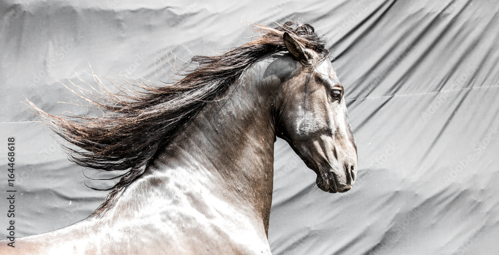 Horse Flowing Mane