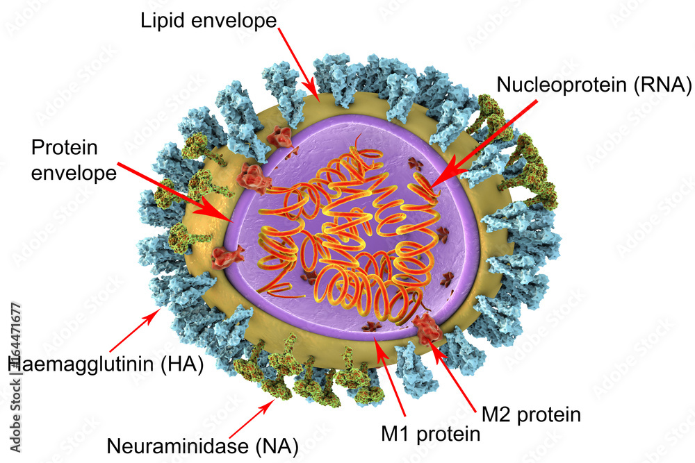 Influenza Structure