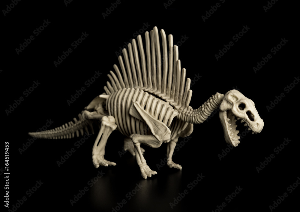 Spinosaurus Skeleton