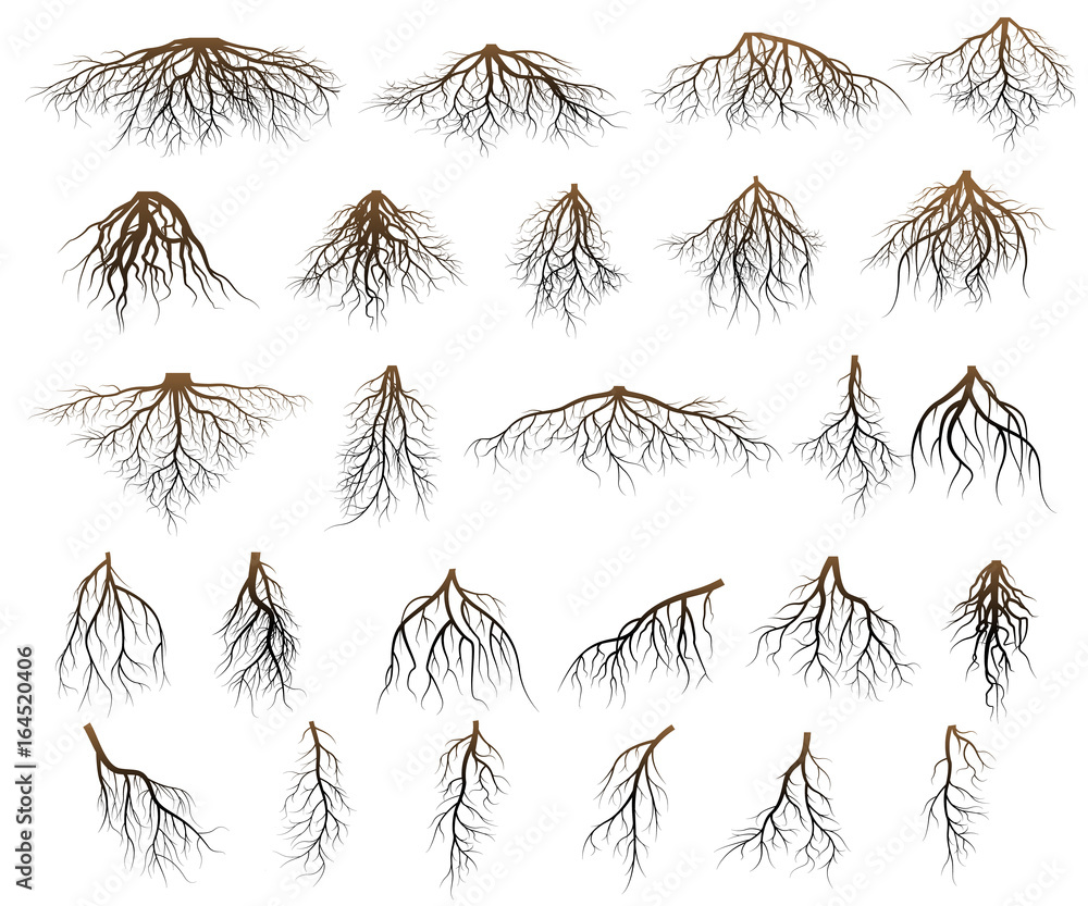 Set of tree roots Stock Vector | Adobe Stock