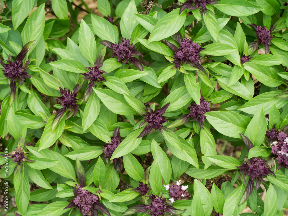 Sweet Basil Flowers
