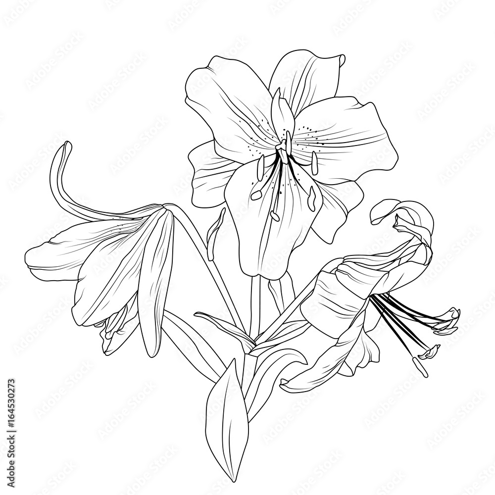 Lily Flower Outline Tattoo