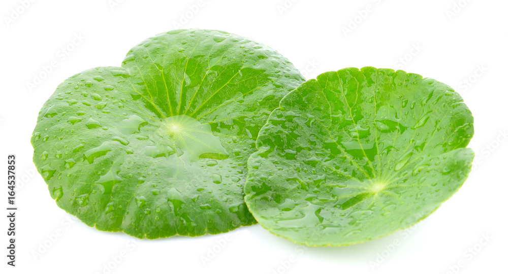 Centella asiatica isolated on white background. Stock Photo | Adobe Stock