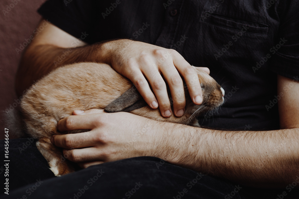 adorable lopsided bunny in hands. cute pet rabbit being cuddled by his ...
