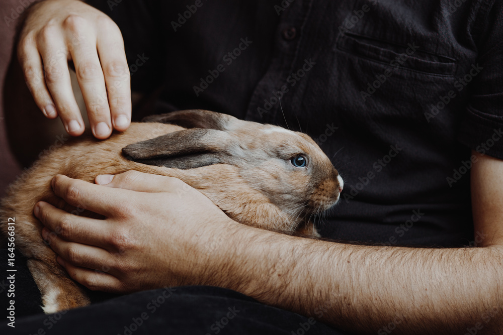 adorable lopsided bunny in hands. cute pet rabbit being cuddled by his ...