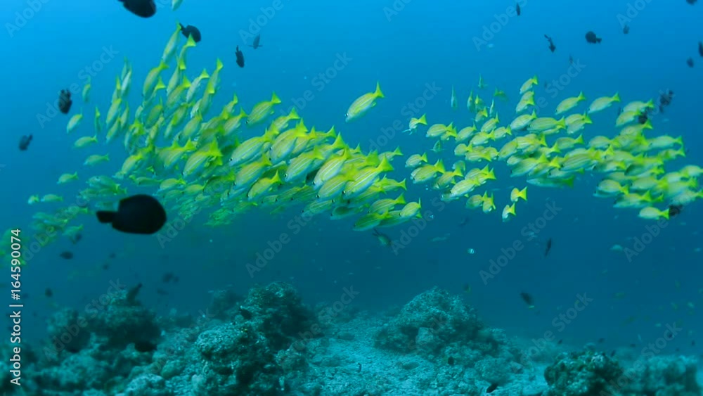 Yellow runner school fish in Sipadan, Malaysia Stock-Video | Adobe Stock