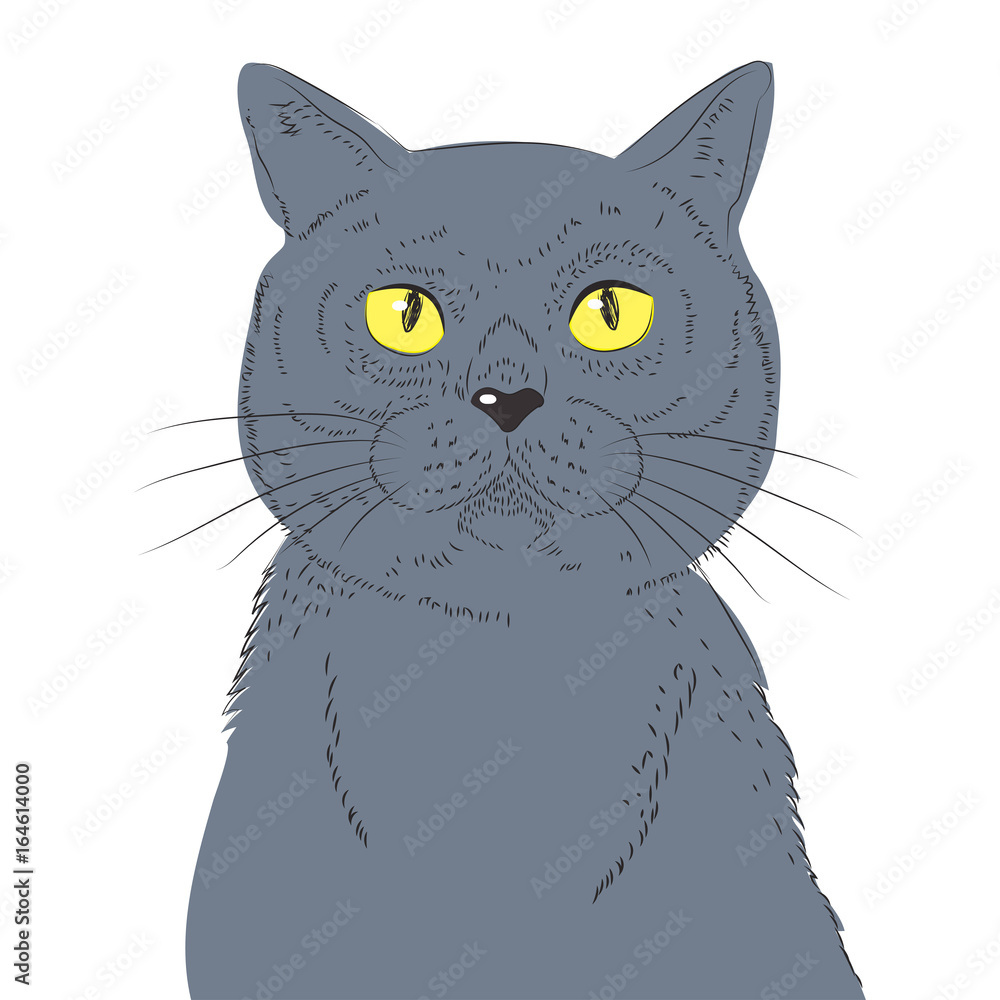 British Shorthair Cat Hand Draw Vector Sketch Illustrations. Animal ...