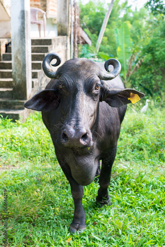 Domestic Asian water buffalo outside from Unawatuna, a small coastal ...
