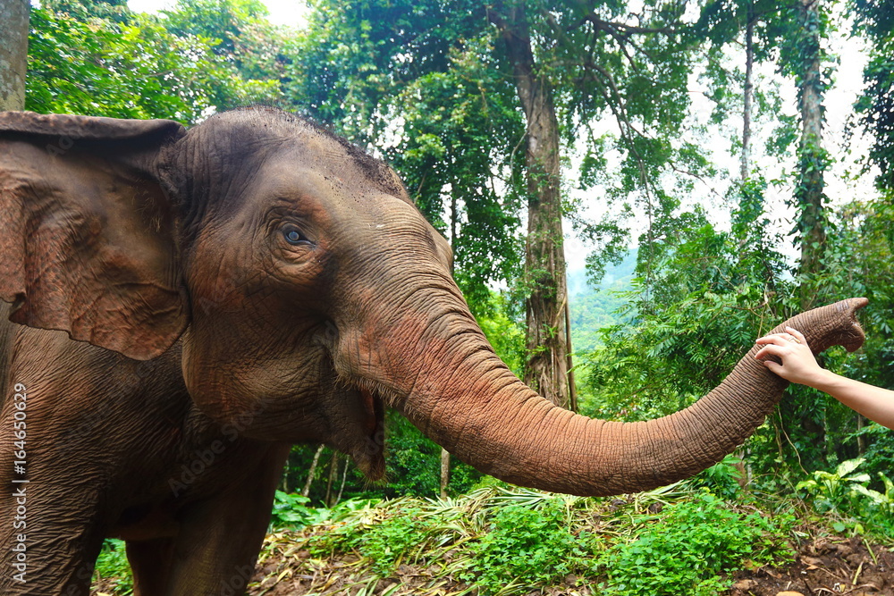 Tamed Elephant in jungle deep forest for Tourism, Lonely big one chain ...