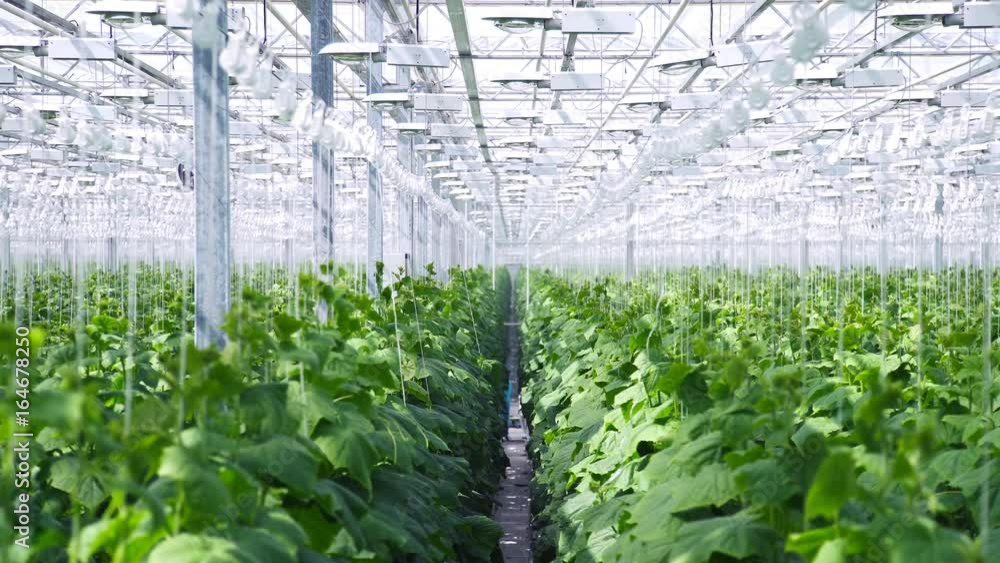 Greenhouse cultivation of cucumbers in a closed ground. Shading system ...