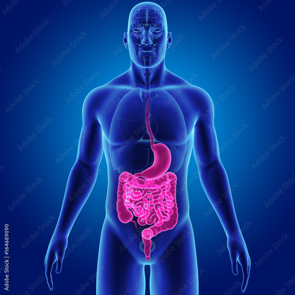 Stomach and intestine with organs anterior view Stock Illustration ...