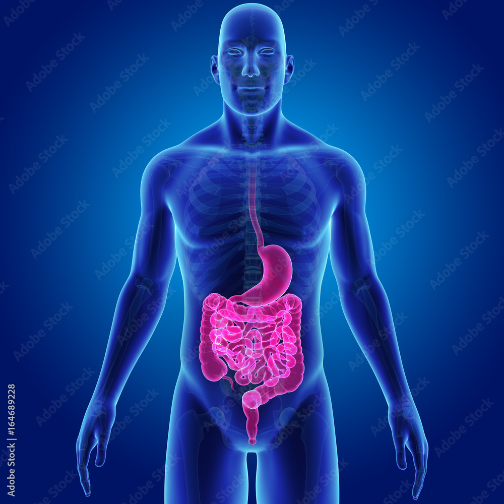 Stomach and intestine with skeleton anterior view Stock Photo | Adobe Stock