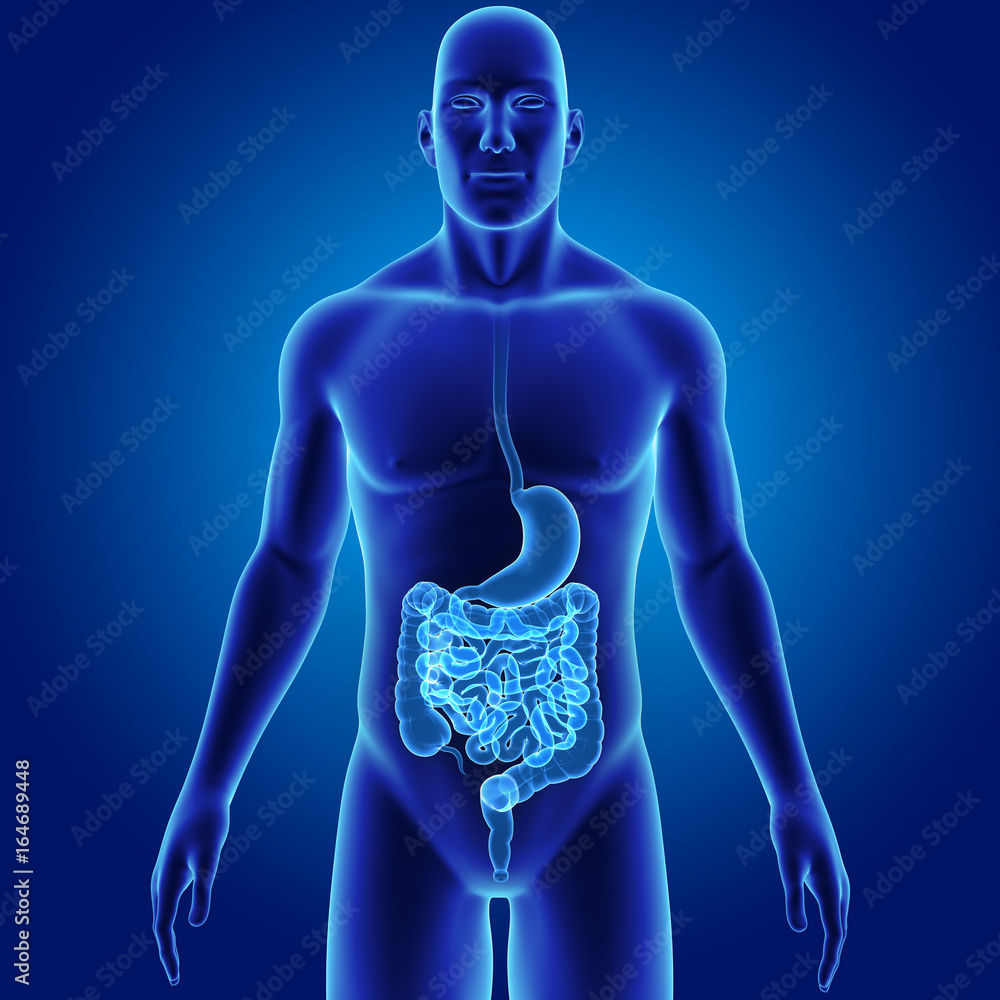 Stomach and intestine with body anterior view Stock Illustration ...
