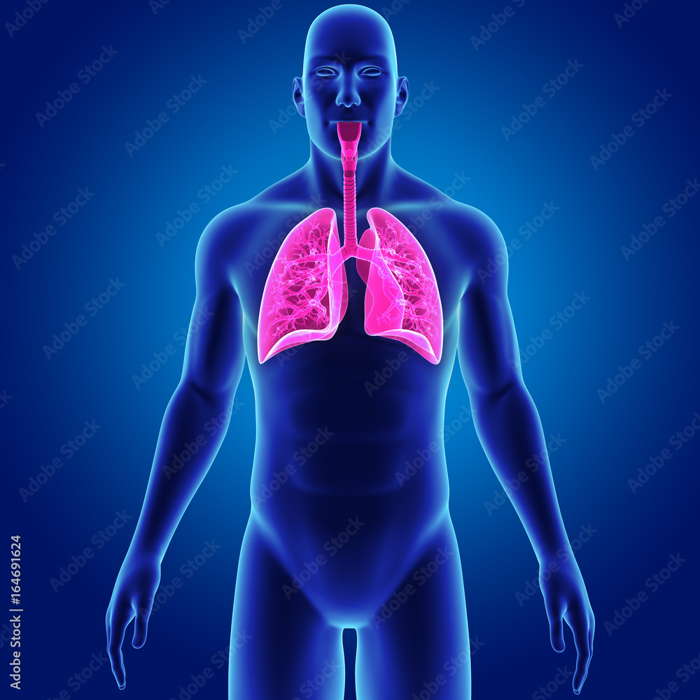 Lungs with body anterior view Stock Photo | Adobe Stock