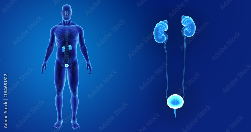 Urinary system zoom with skeleton anterior view Stock Illustration ...