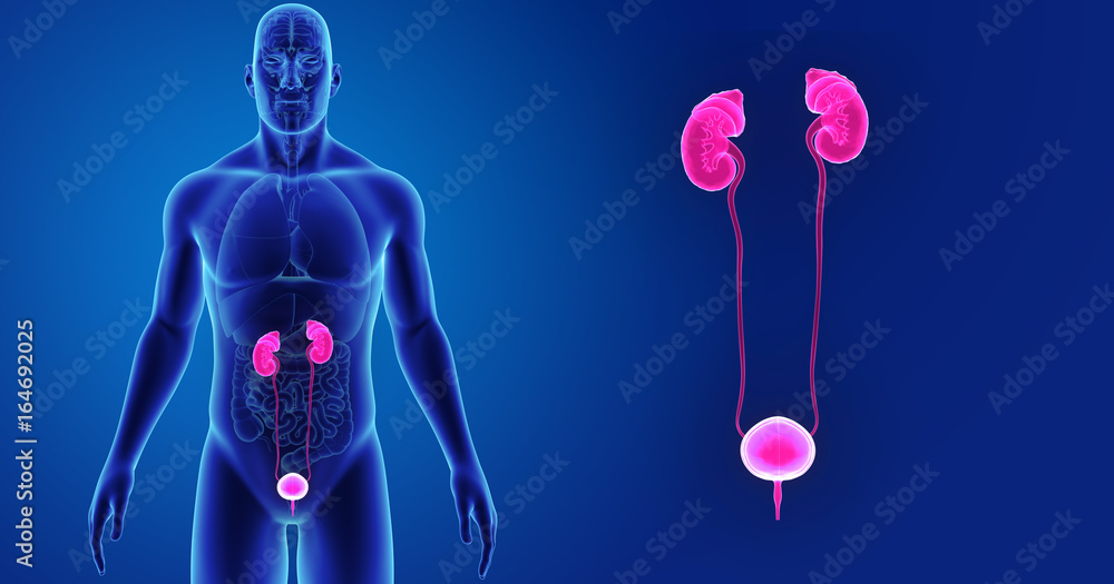 Urinary system zoom with organs anterior view Stock Photo | Adobe Stock