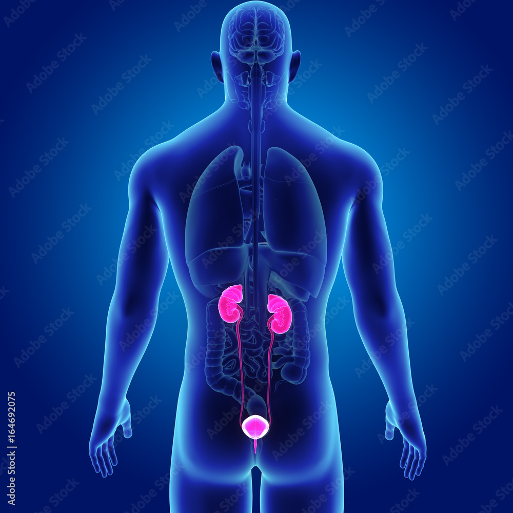 Urinary system with organs posterior view Stock Illustration | Adobe Stock