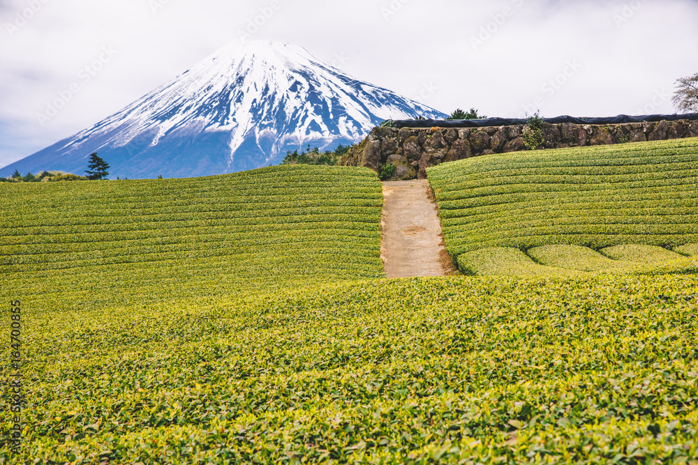 Terraced green tea fields with snow-capped Mount Fuji,Green tea fields ...