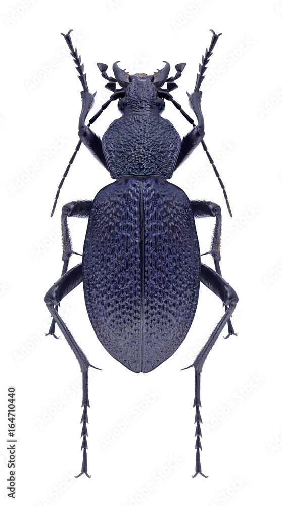 Beetle Carabus scabrosus tauricus on a white background Stock Photo ...