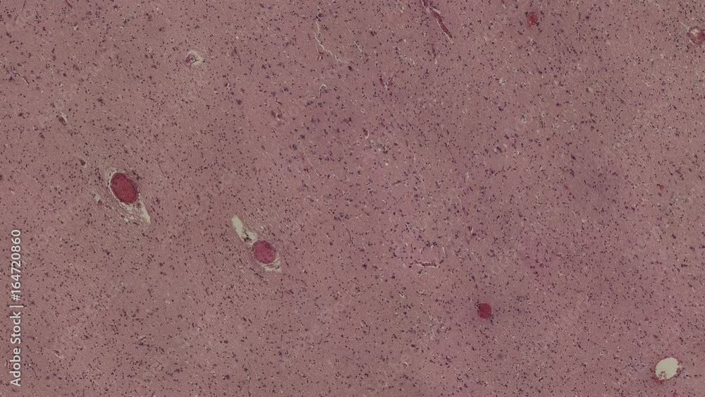 human brain cortex cells under a microscope zoom in animation vídeo de ...