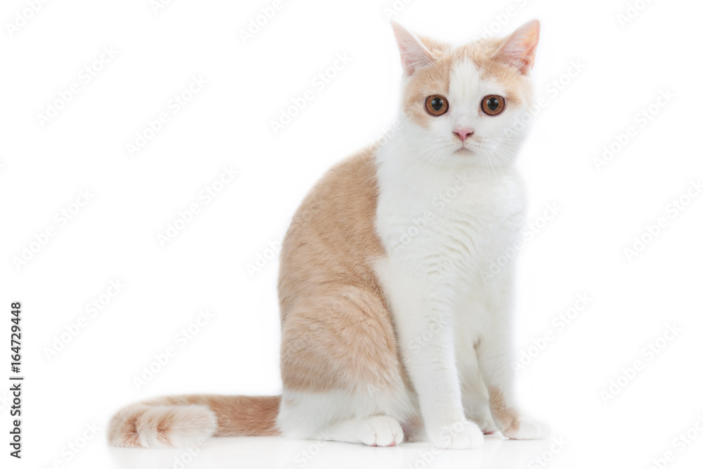 Cat Sitting Sideways