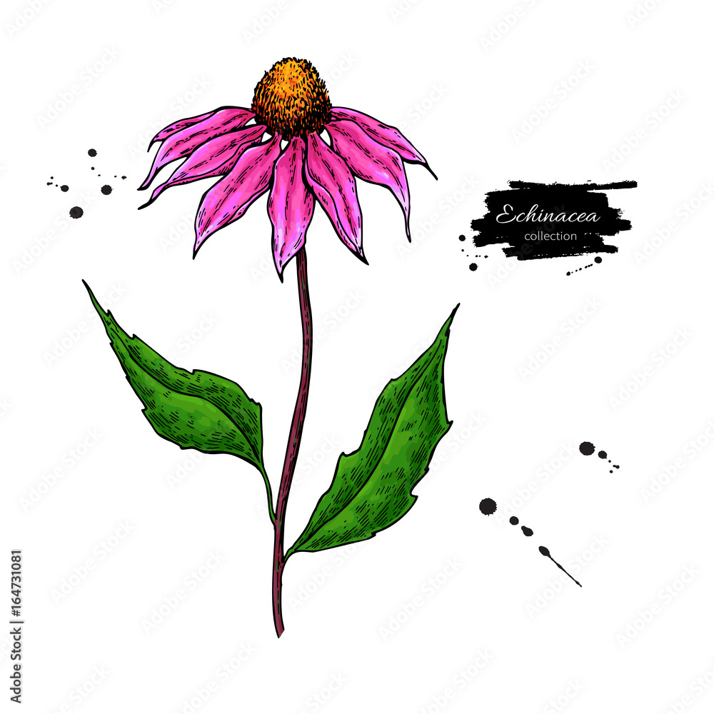 Echinacea vector drawing. Isolated purpurea flower and leaves. Herbal ...