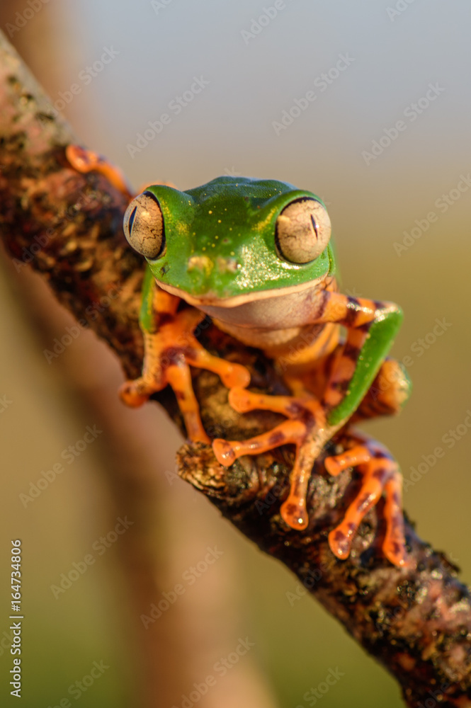 Frog Phyllomedusa bicolor, also known as blue-and-yellow frog ...