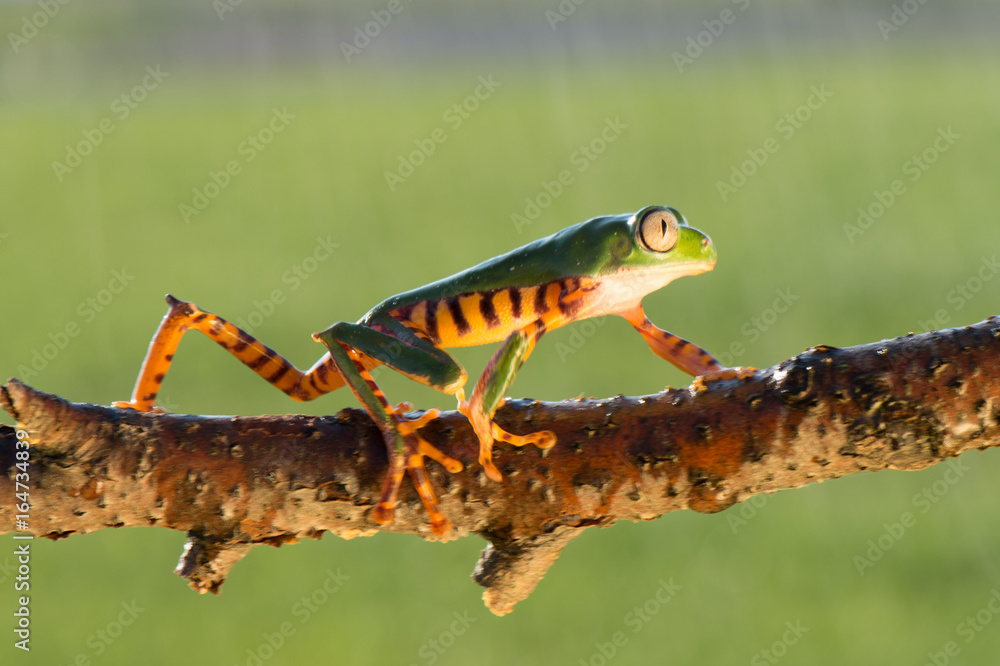 Frog Phyllomedusa bicolor, also known as blue-and-yellow frog ...