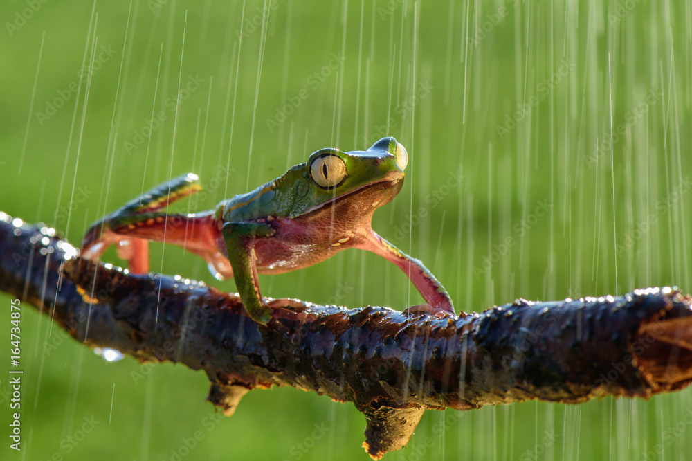 Frog Phyllomedusa bicolor, also known as blue-and-yellow frog ...