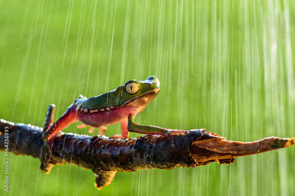 Frog Phyllomedusa bicolor, also known as blue-and-yellow frog ...