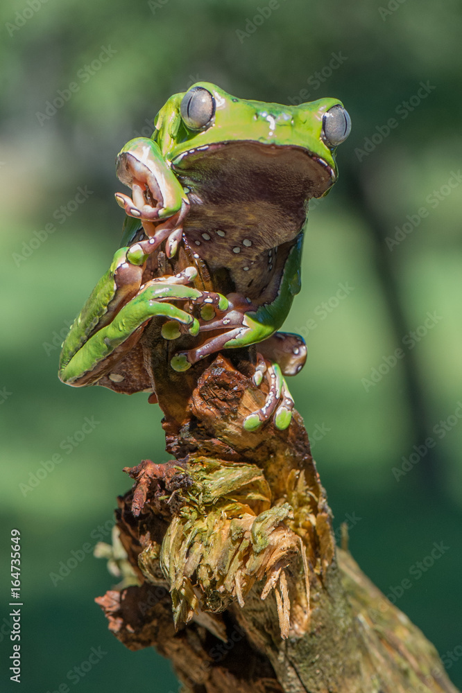 Frog Phyllomedusa bicolor, also known as blue-and-yellow frog ...