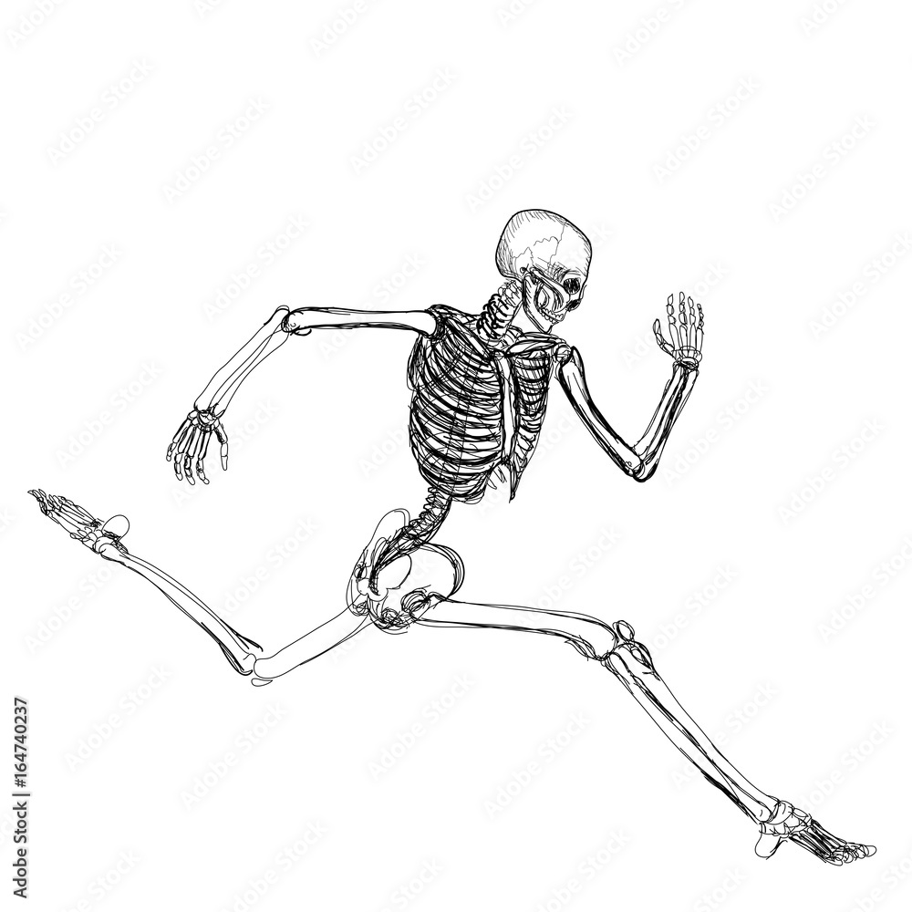 Human skeleton running isolated over white background vector ...