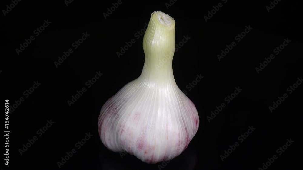 Excellent side view close up of fresh young head of garlic, rotating ...