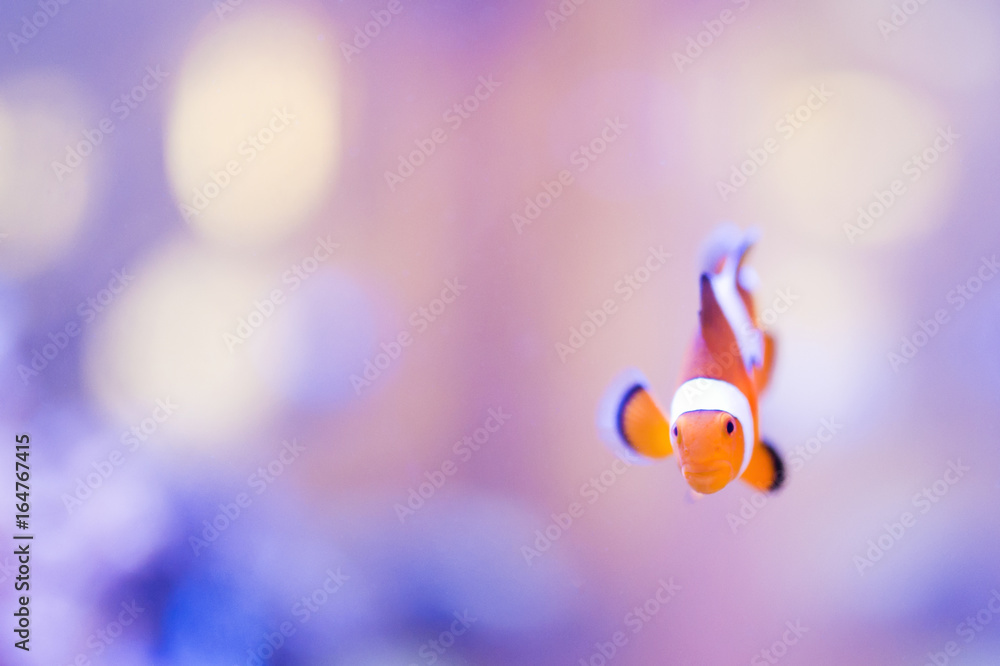 Finding Nemo, Amphiprion Ocellaris Clownfish In Marine Aquarium Stock ...