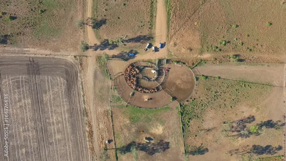 Outback Cattle Mustering featuring herd of cows, bulls and Heffer ...