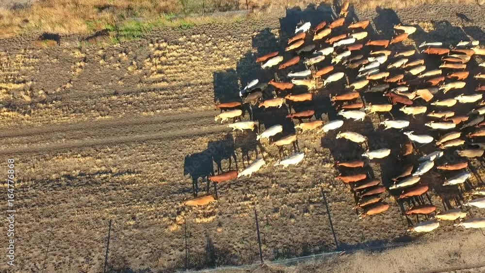 Aerial helicopter or drone view of Outback Cattle Mustering Featuring ...