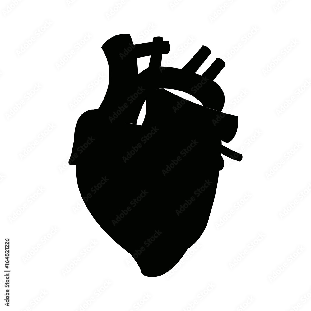 human heart medical anatomical artery Stock Vector | Adobe Stock