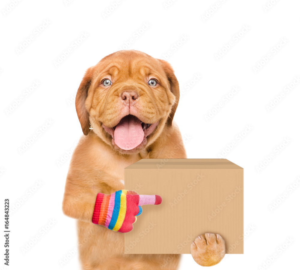 Funny dog delivering a big package and points index finger. isolated on ...