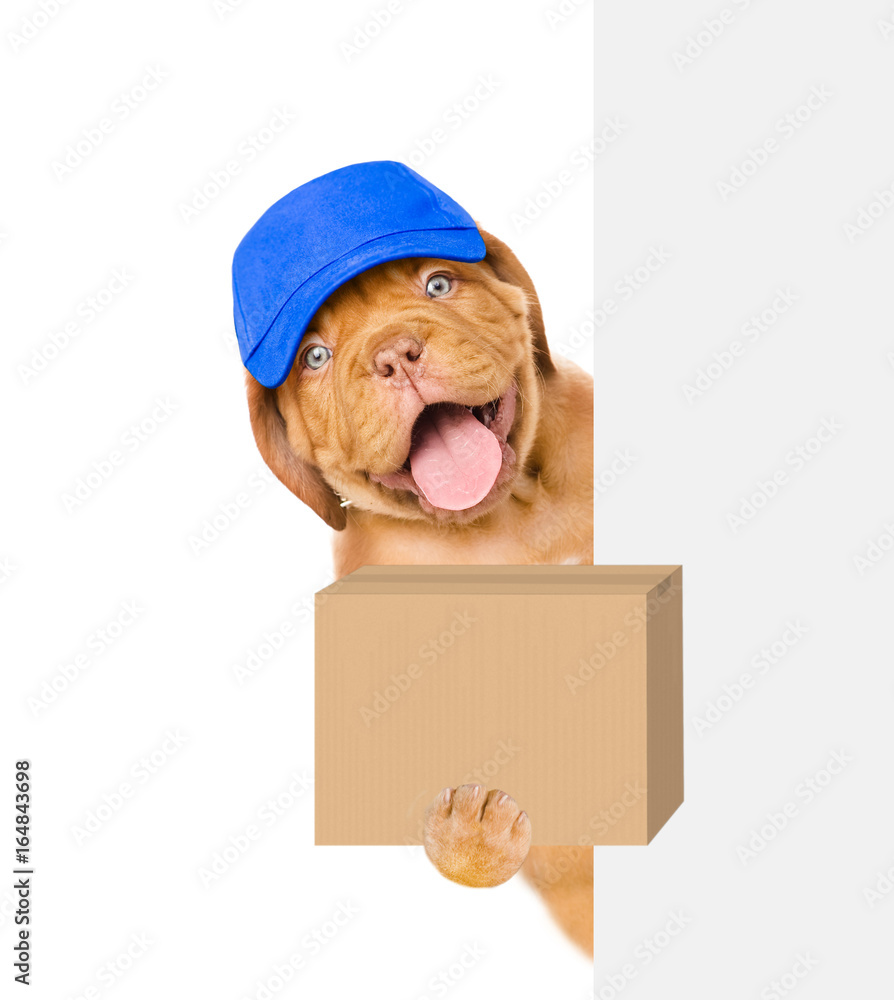 Dog with a cardboard box in his paws above white banner. isolated on ...