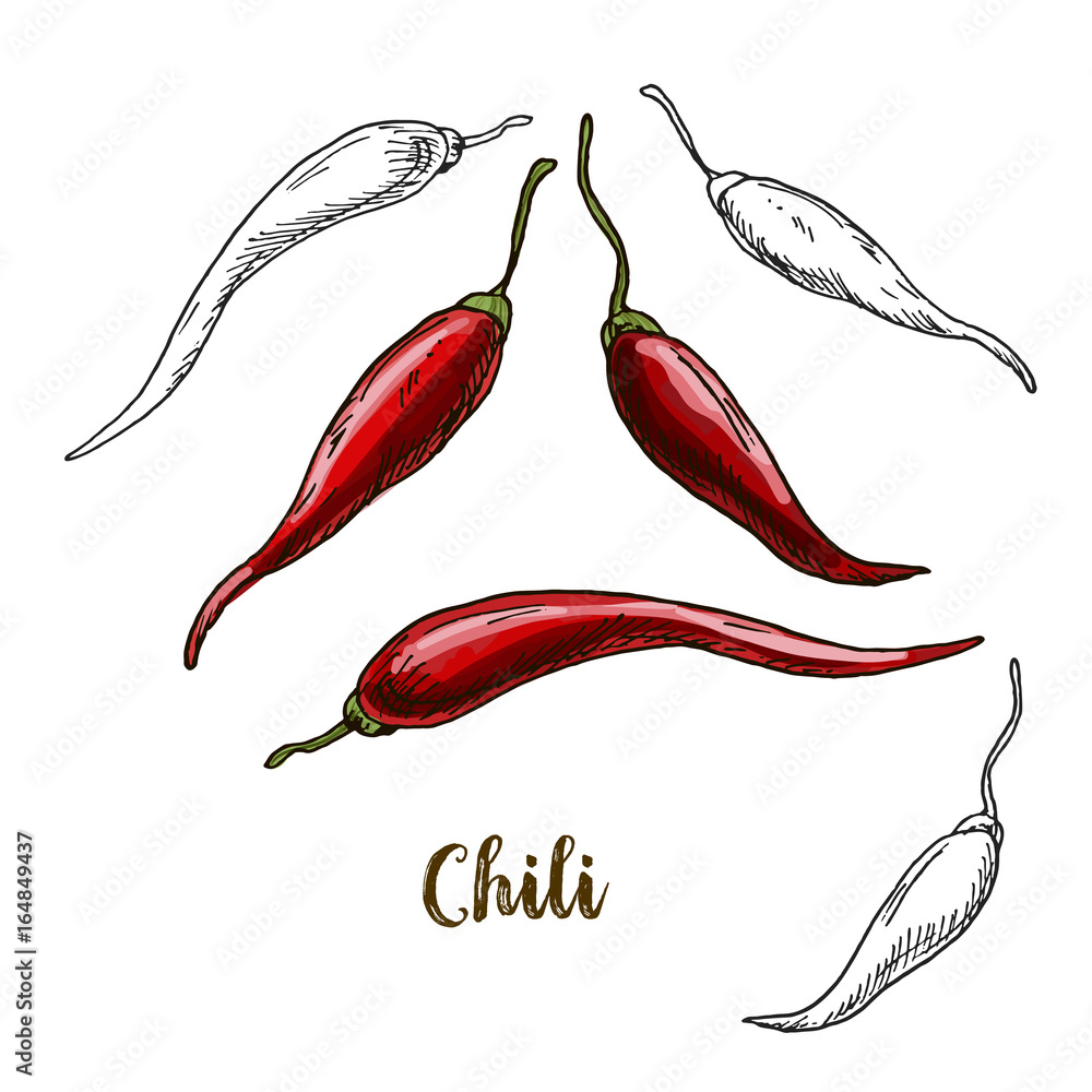 Full color realistic sketch illustration of red chili Stock Vector ...